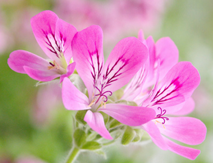 The Happy Seed Company